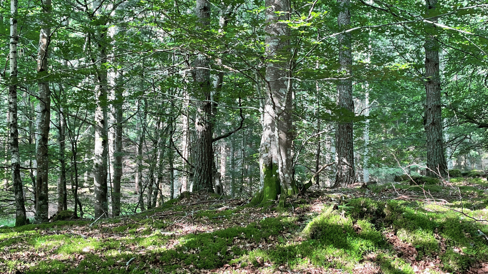 Fair Work First statement — Community Woodlands Association