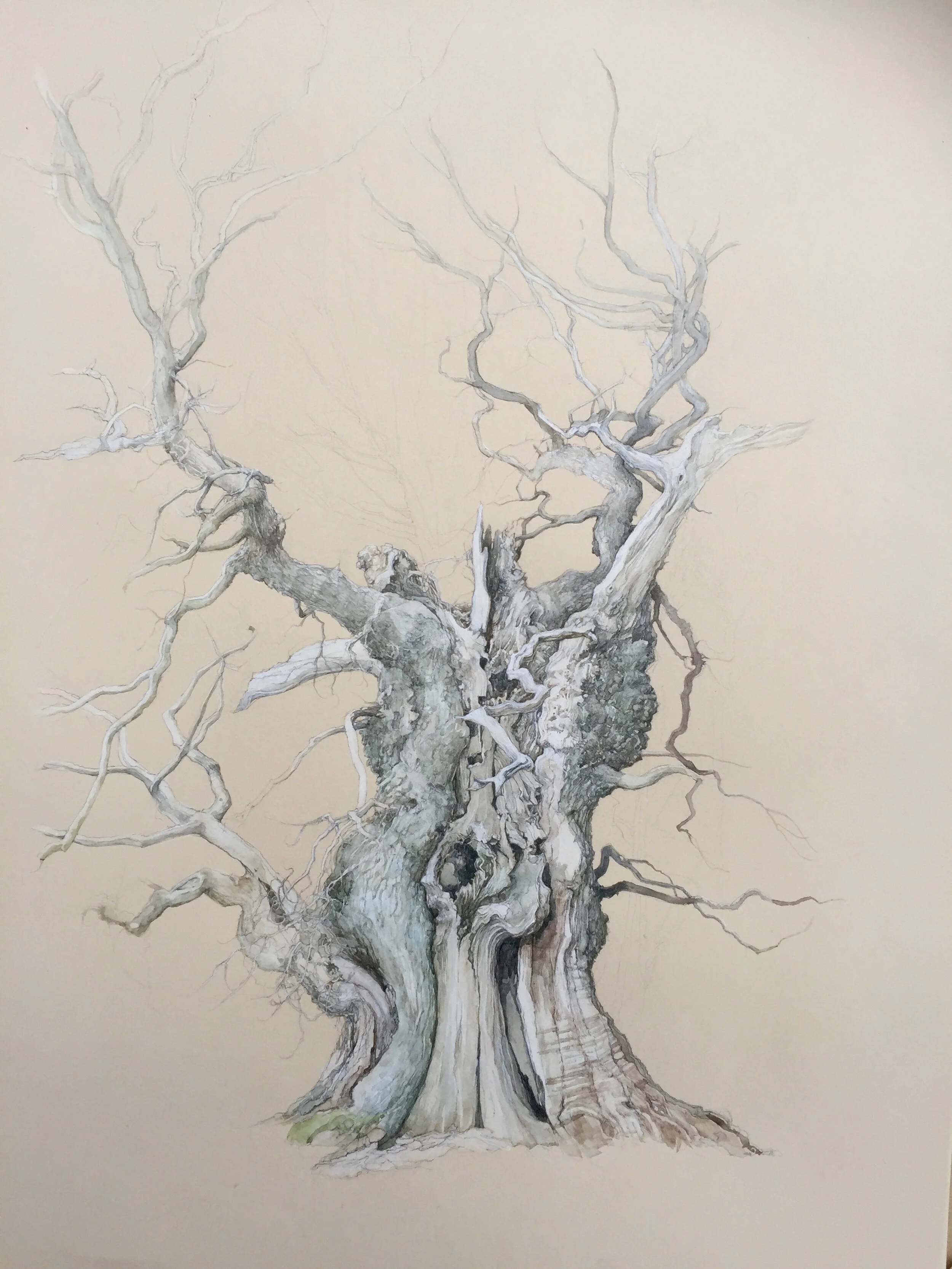 Alex Egan — The Arborealists — The Arborealists