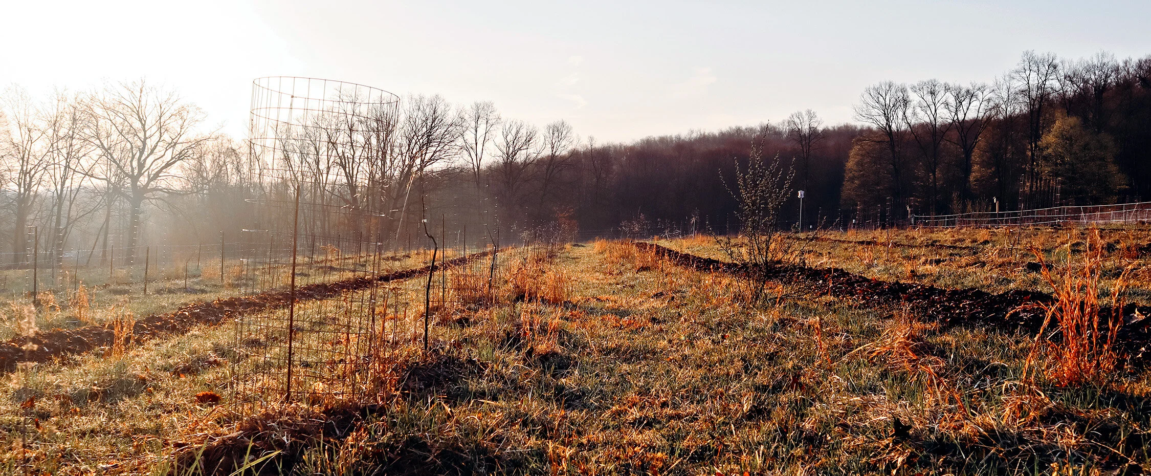 Stories from the Farm — Foggy Blossom Farm
