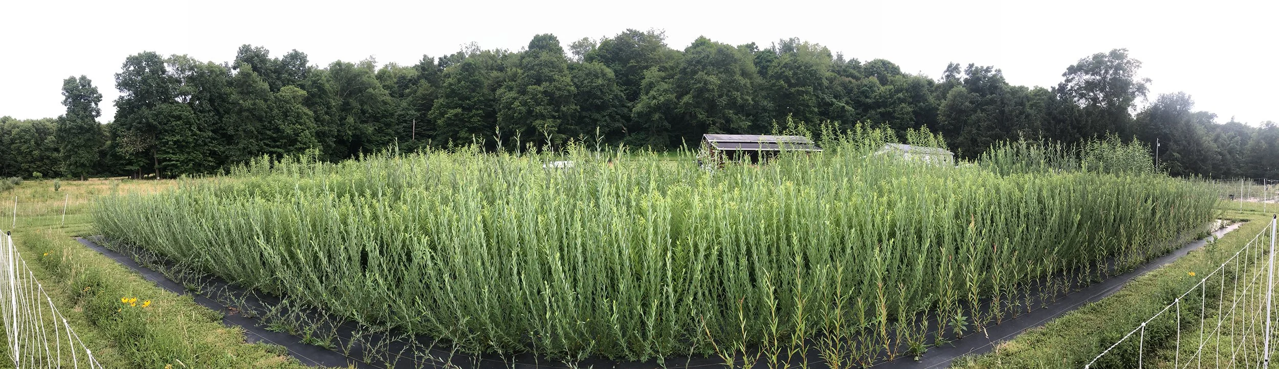 Stories from the Farm — Foggy Blossom Farm