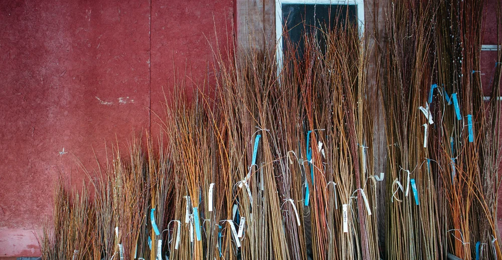 Beginner's Guide to Willow Basketry — Foggy Blossom Farm