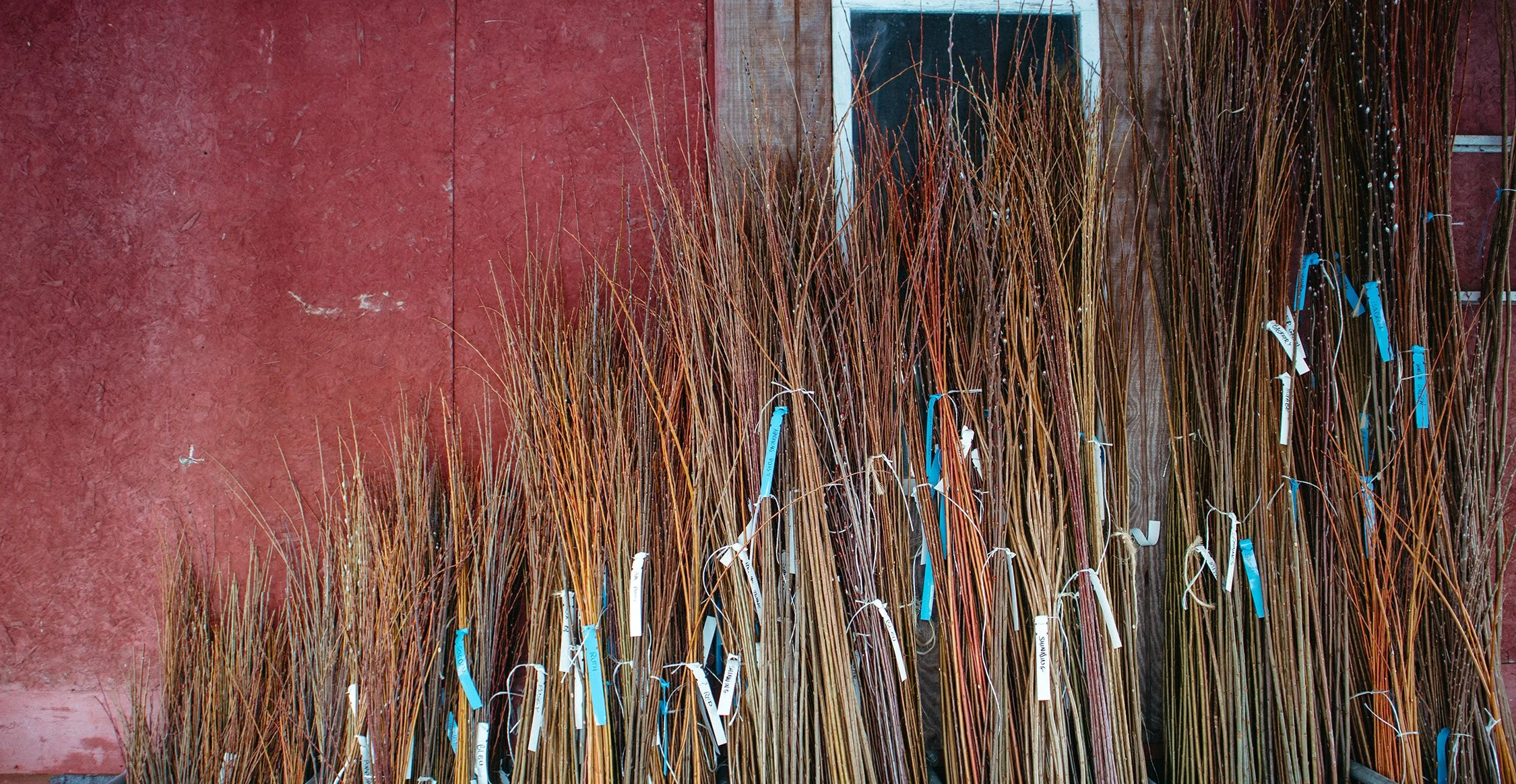 Beginner's Guide to Willow Basketry — Foggy Blossom Farm