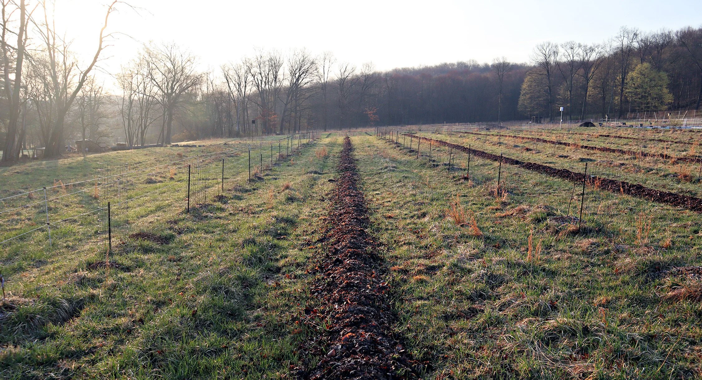 Stories from the Farm — Foggy Blossom Farm