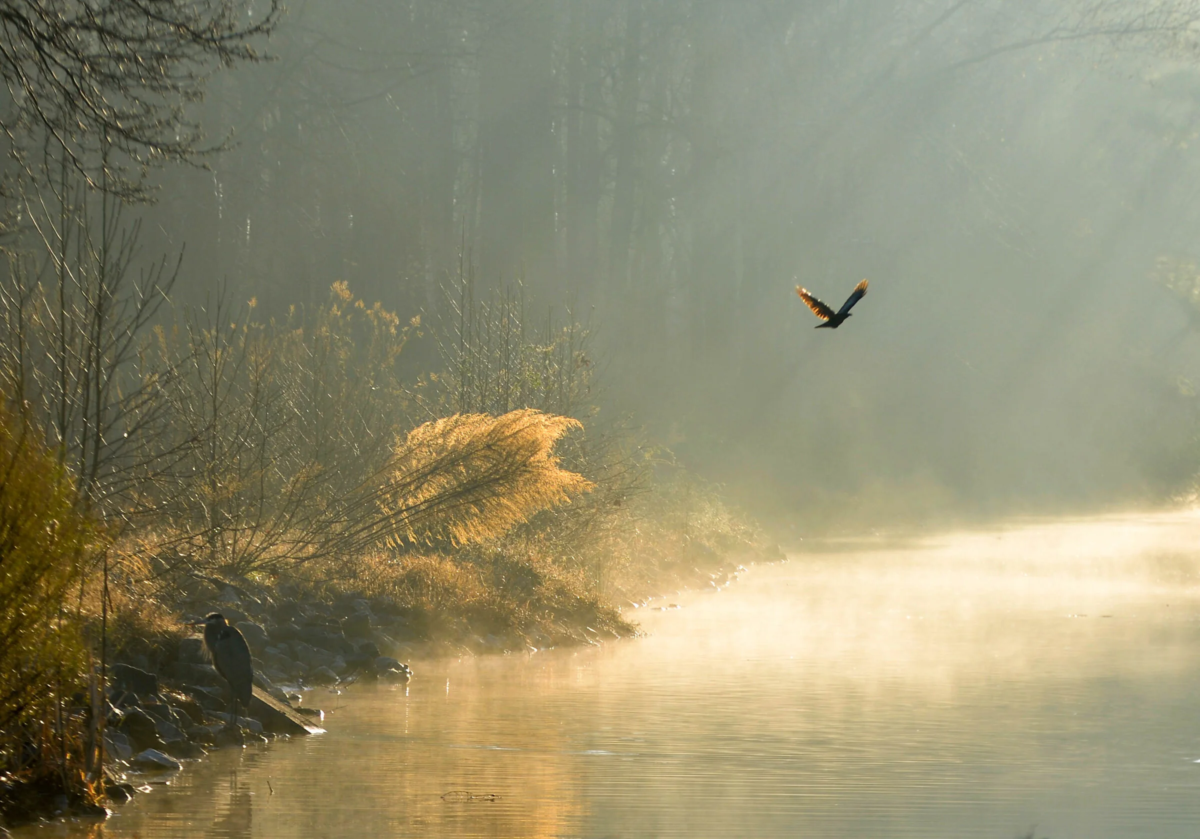 South Bend-Elkhart Bird Alliance
