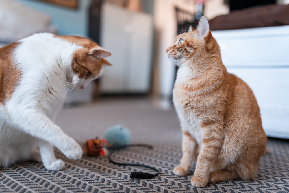 3 Tips for a Functional, Pet-Friendly Home with Style — Celeste Jackson ...