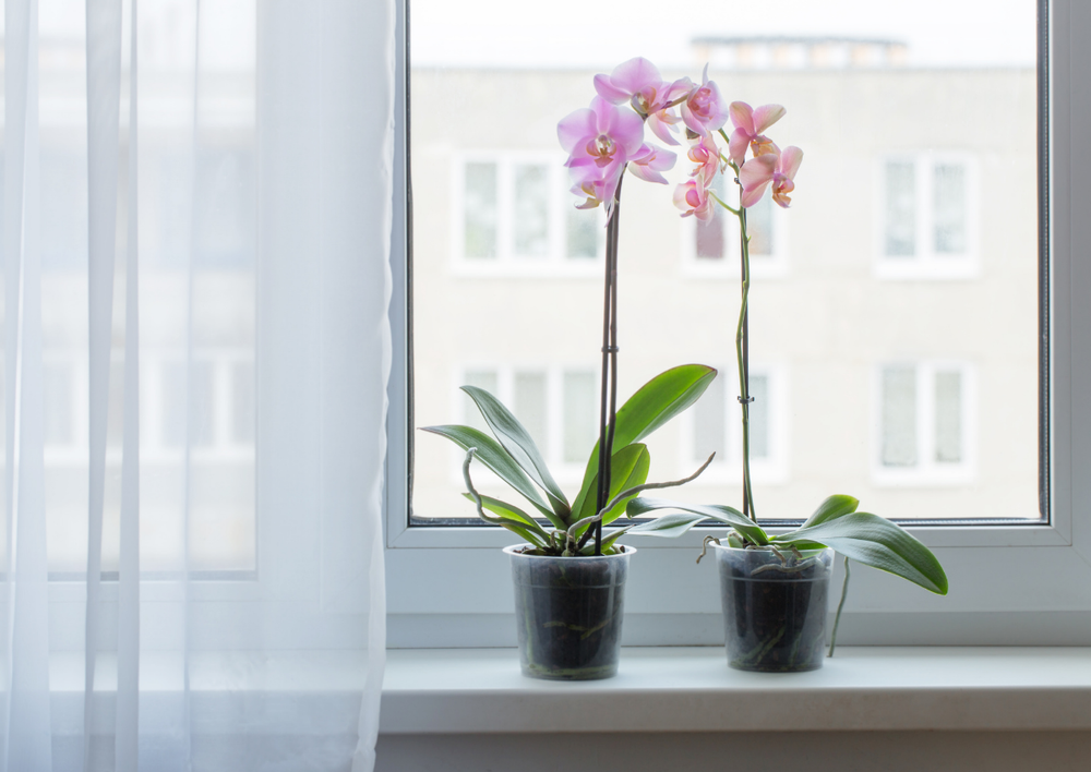 The 4 Best Reasons to Bring Live Plants into Your Home — Celeste ...