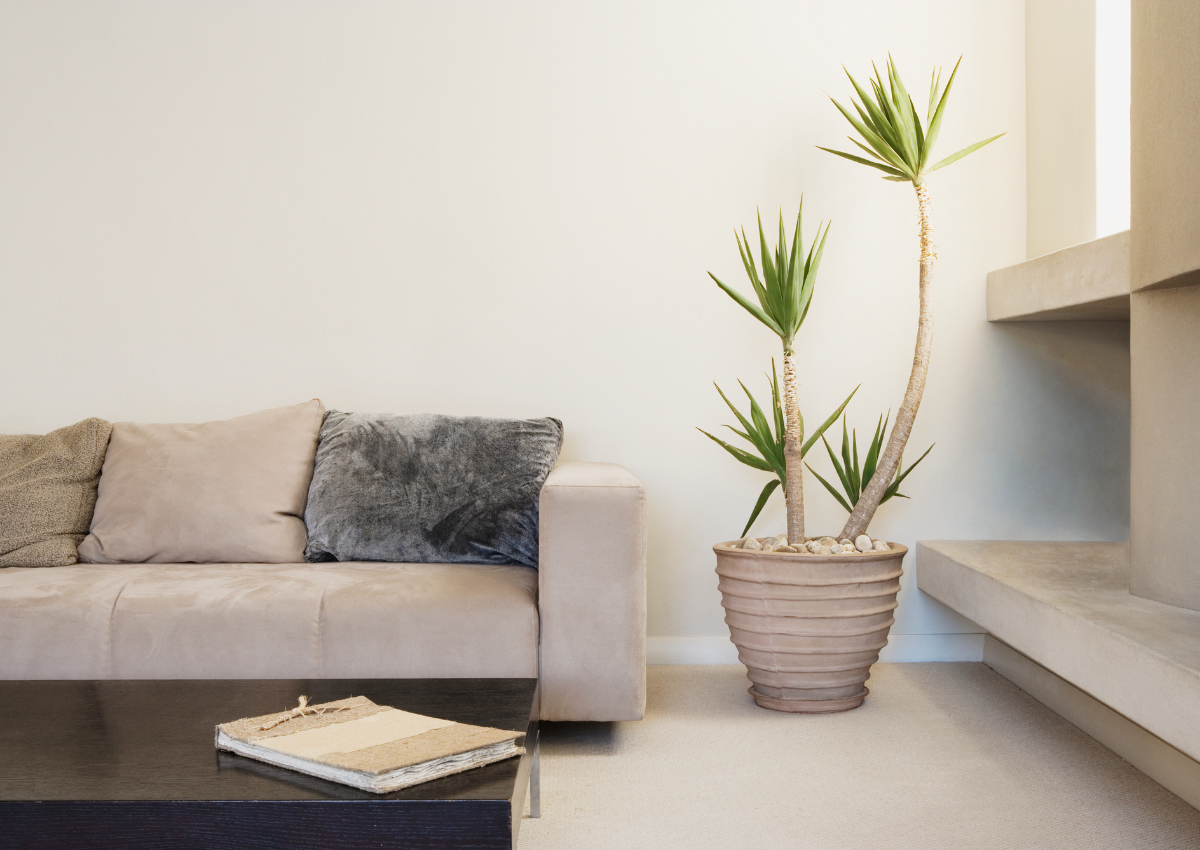 The 4 Best Reasons to Bring Live Plants into Your Home — Celeste ...