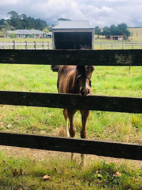Horses For Sale — Sutton Farm