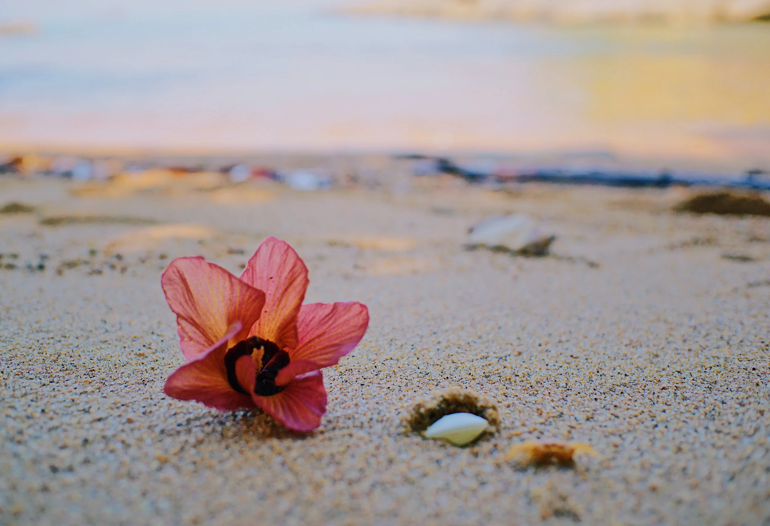Contact Online and In-Person Therapist in Florida — Laura Tracey, LCSW