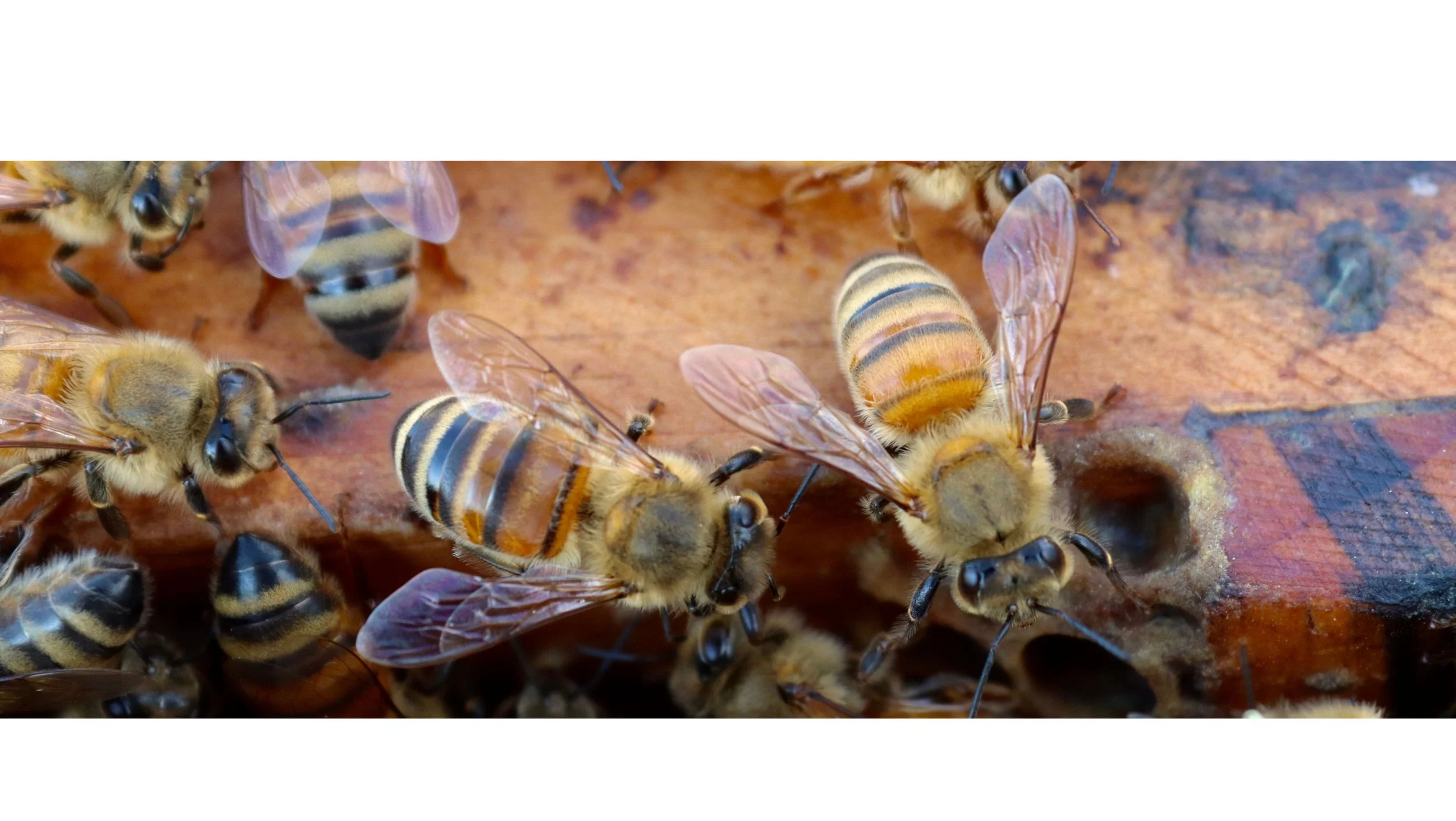 F A T H E A D H O N E Y