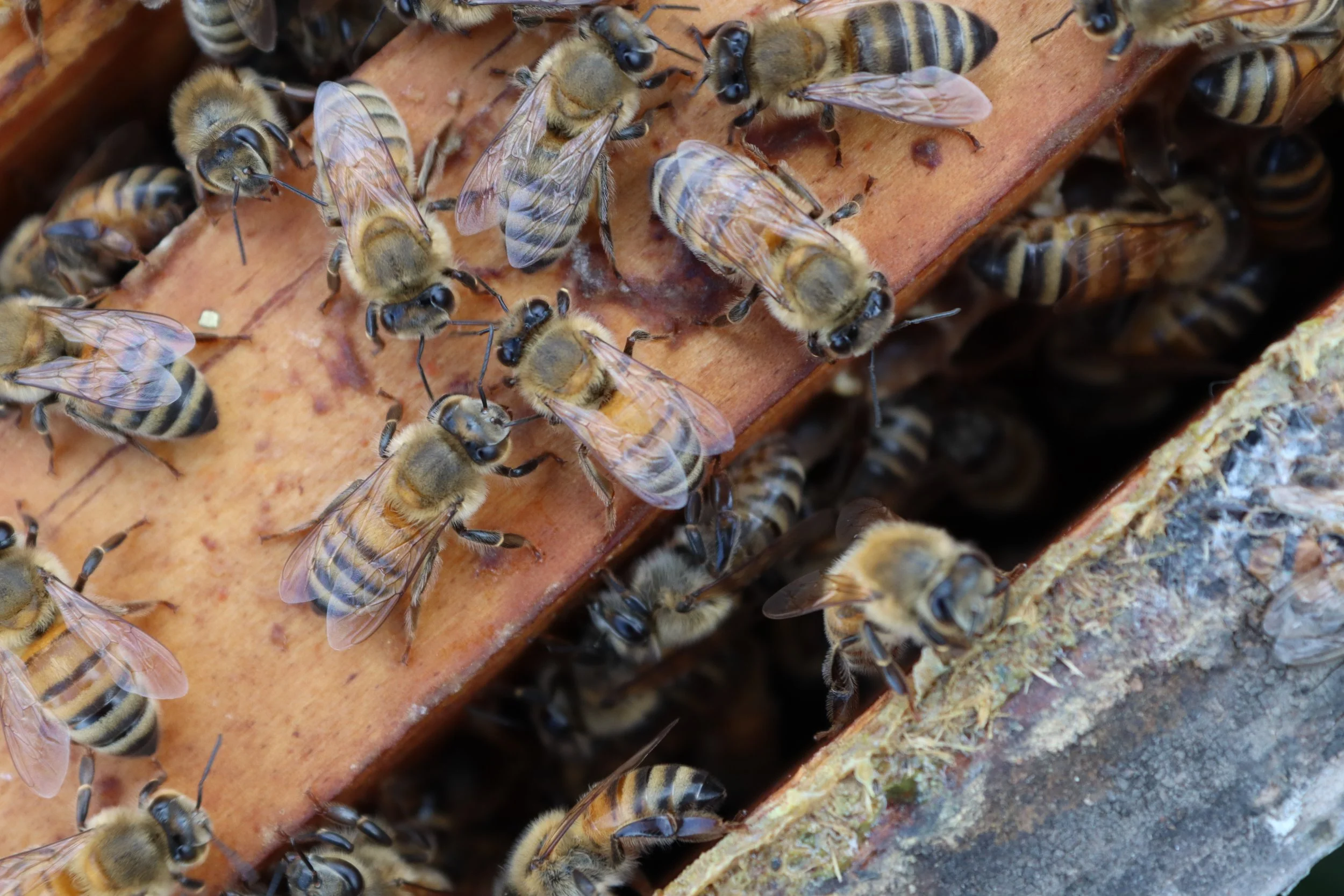 F A T H E A D F A R M S