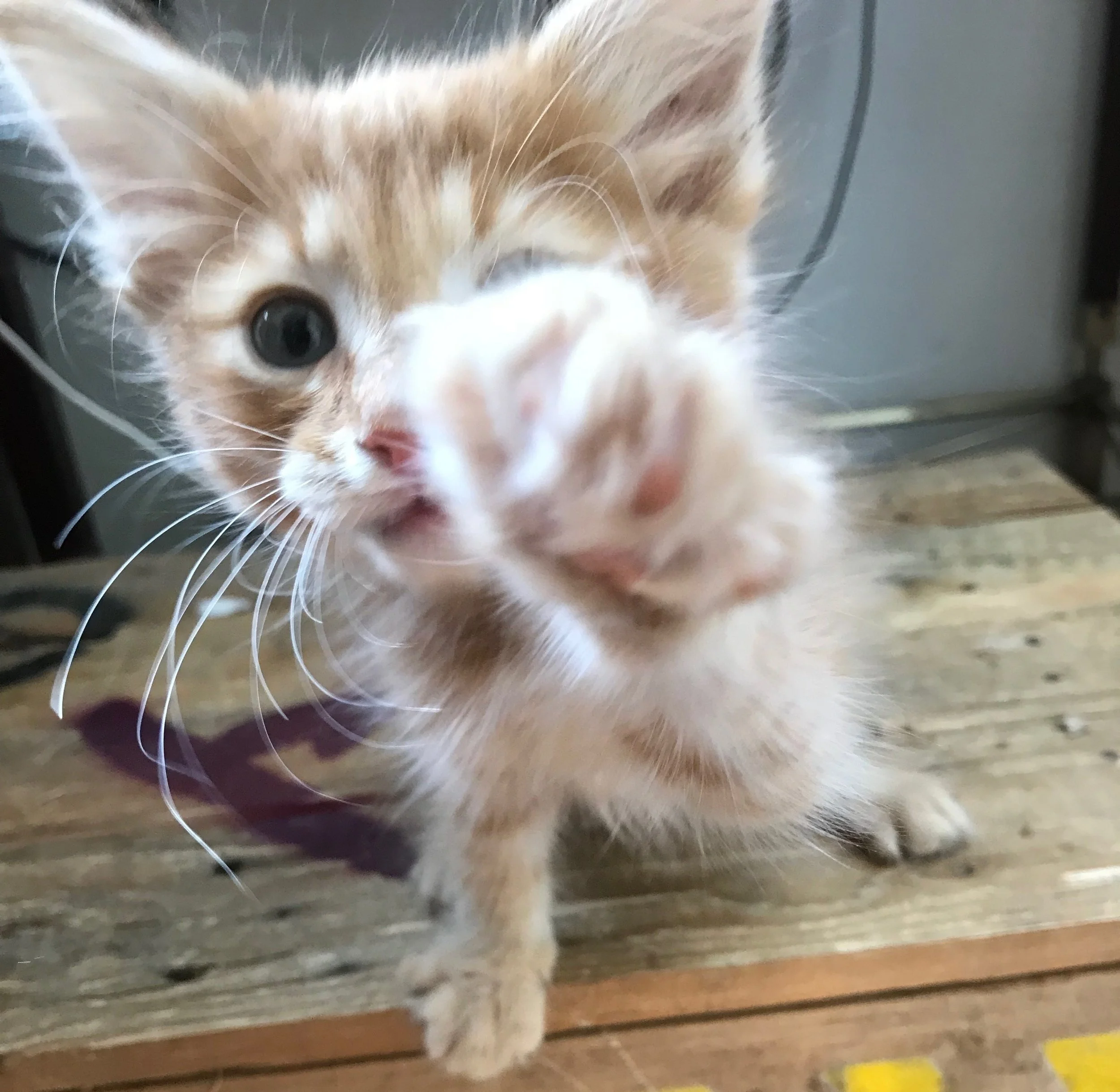 Front Range Freedom Rescue