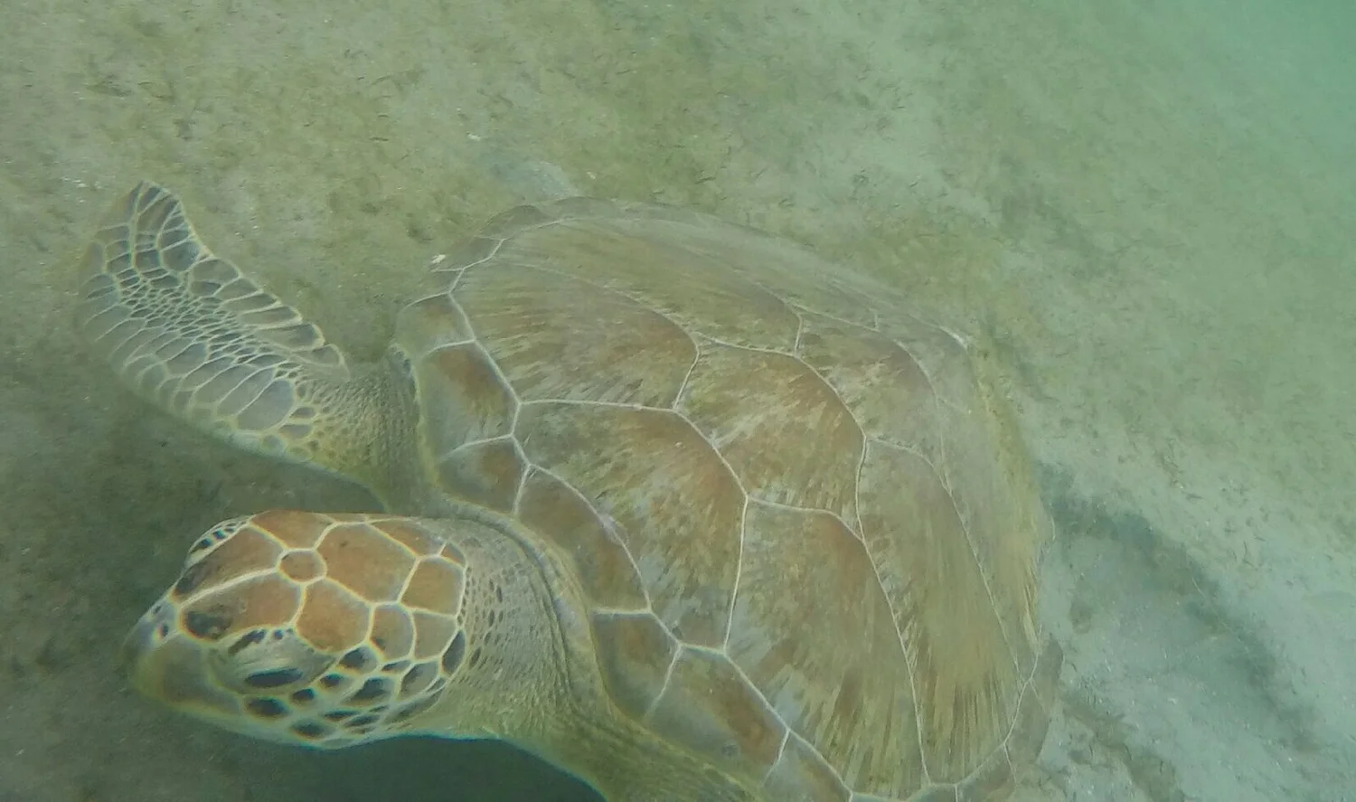 Eleuthera Turtle Tour & Snorkel Safari | Eluethera Outdoor Center ...