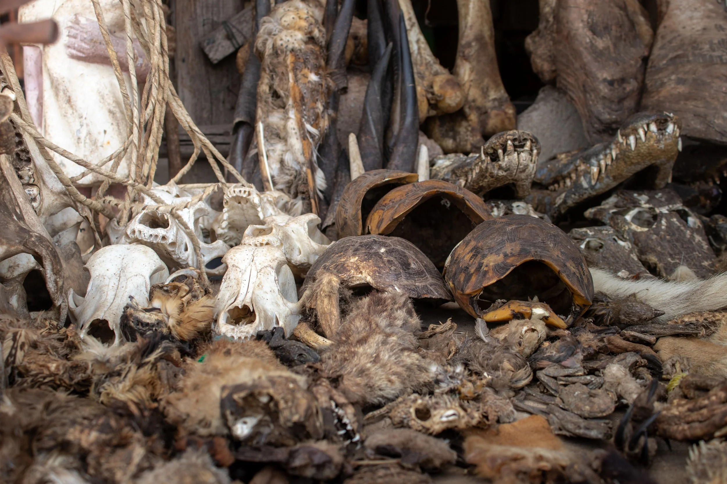 A Complete Guide to Visiting the World's Largest Voodoo Market in Lomé, Togo — Toone's Travels