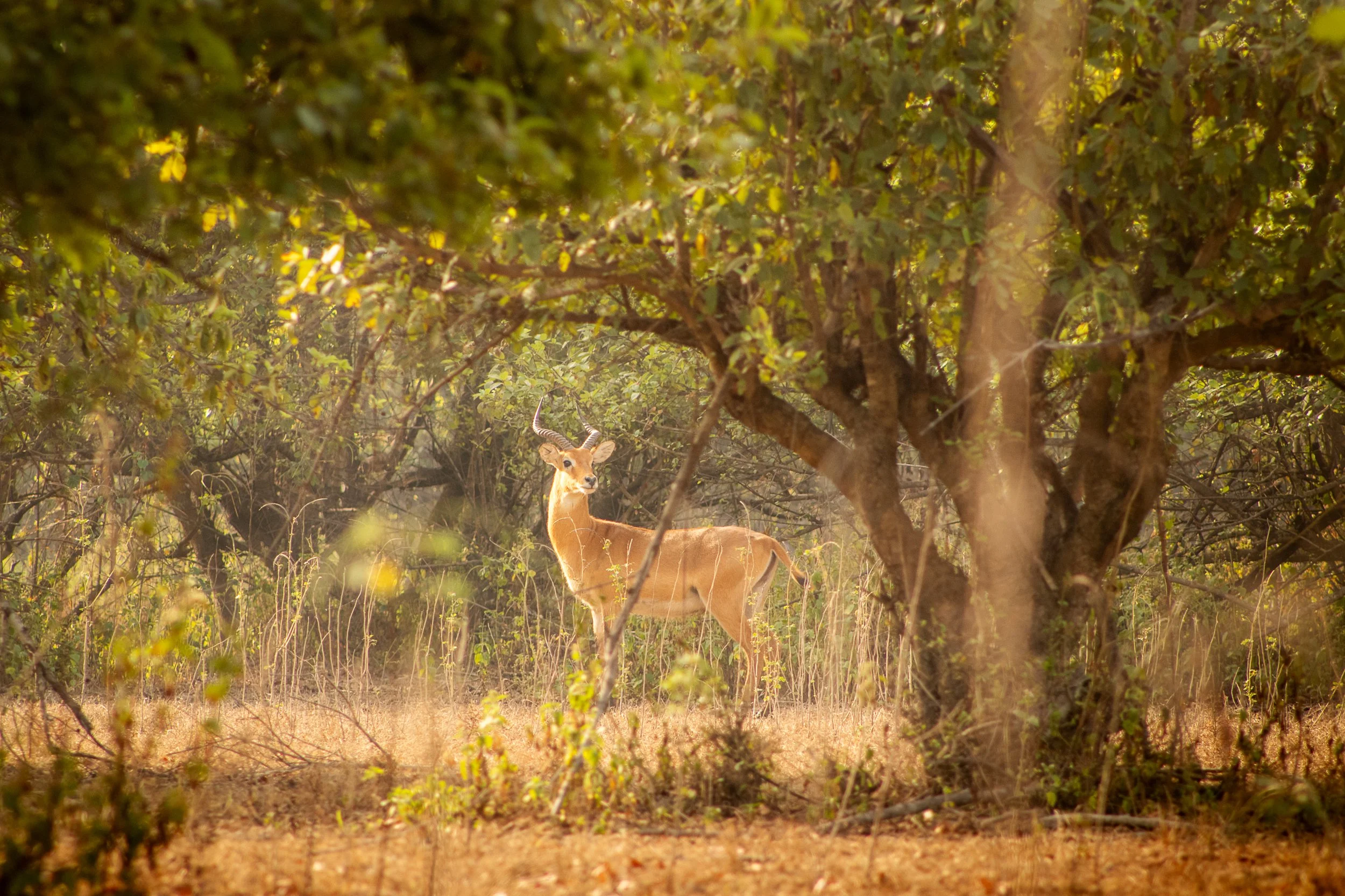 Exploring Mole National Park: Ghana’s Premier Wildlife Destination ...