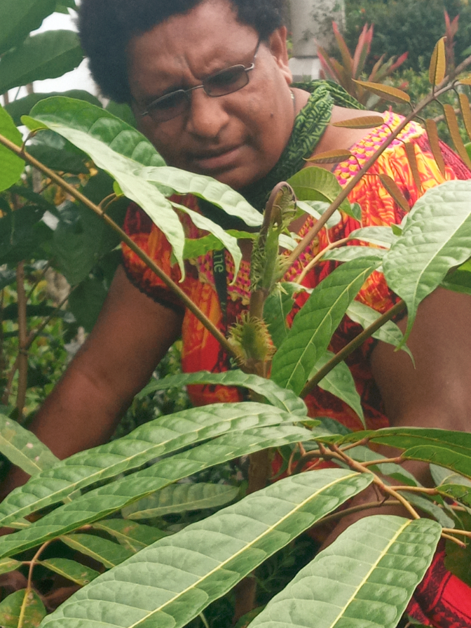 Green light for Galip nut research — GEAReD