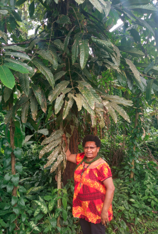 Green light for Galip nut research — GEAReD