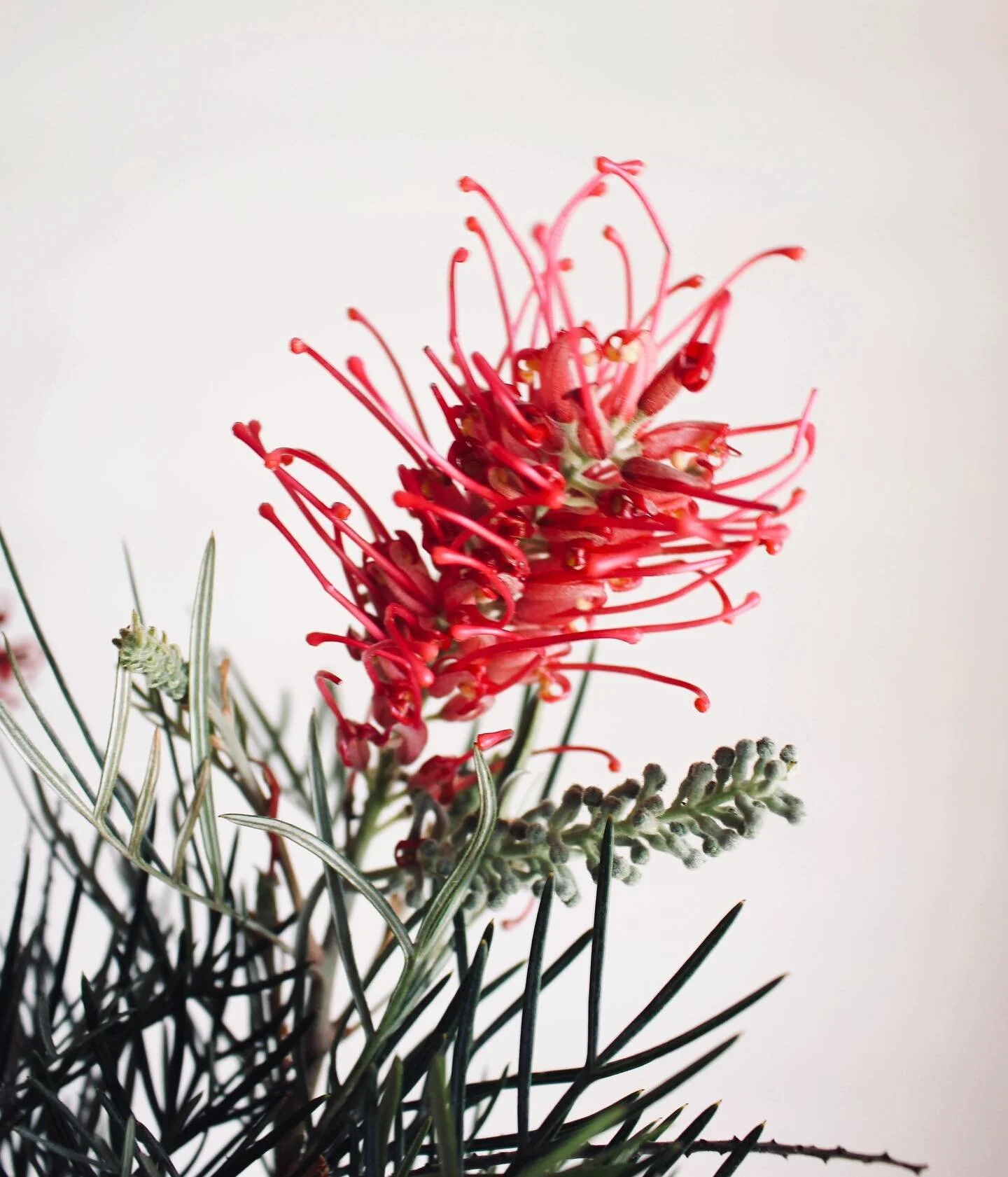 Gallery — Euka Floral Design