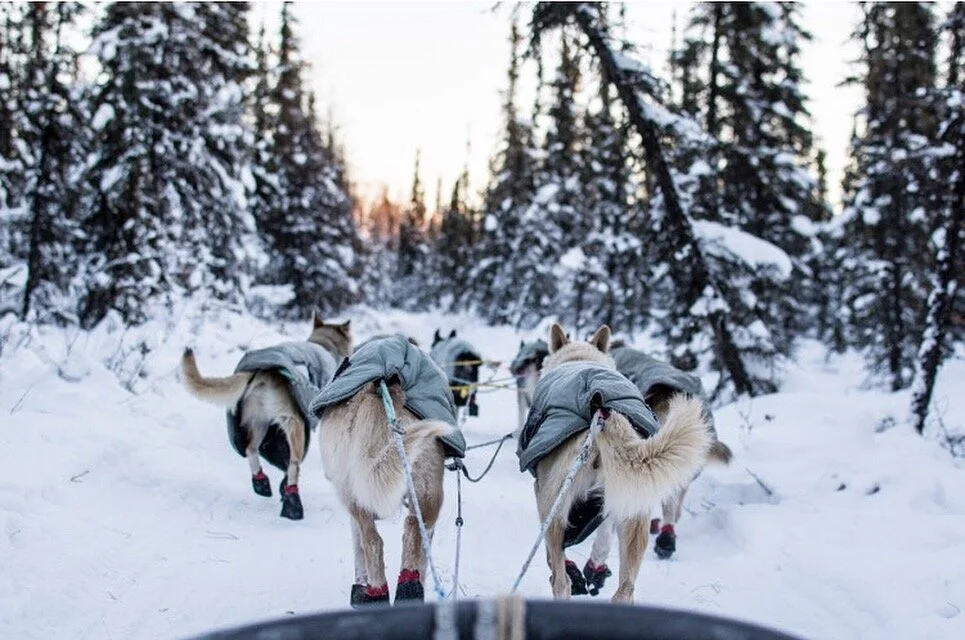 Winter Dog Sled Ride — Chena Outdoor Collective