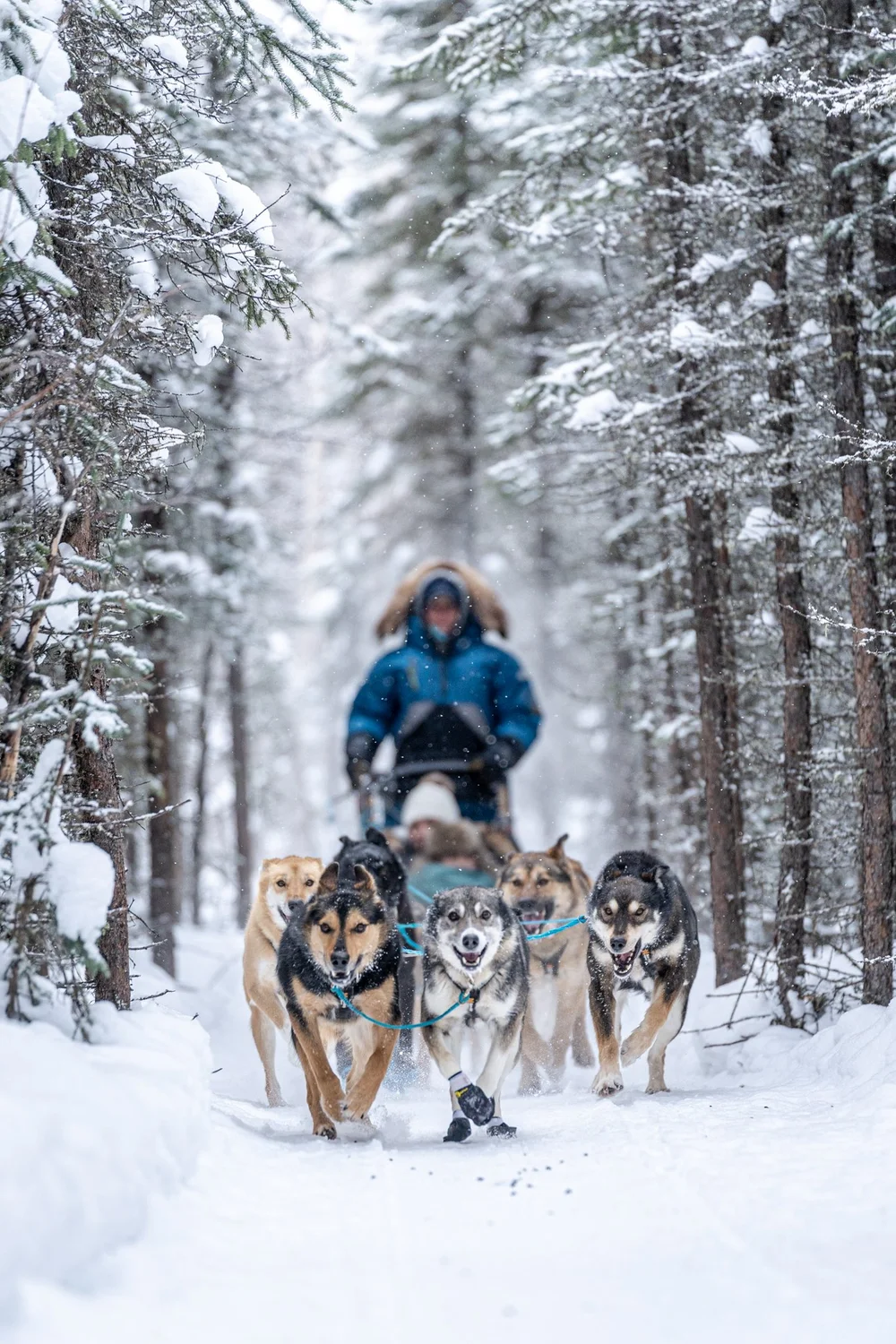Winter Dog Sled Ride — Chena Outdoor Collective