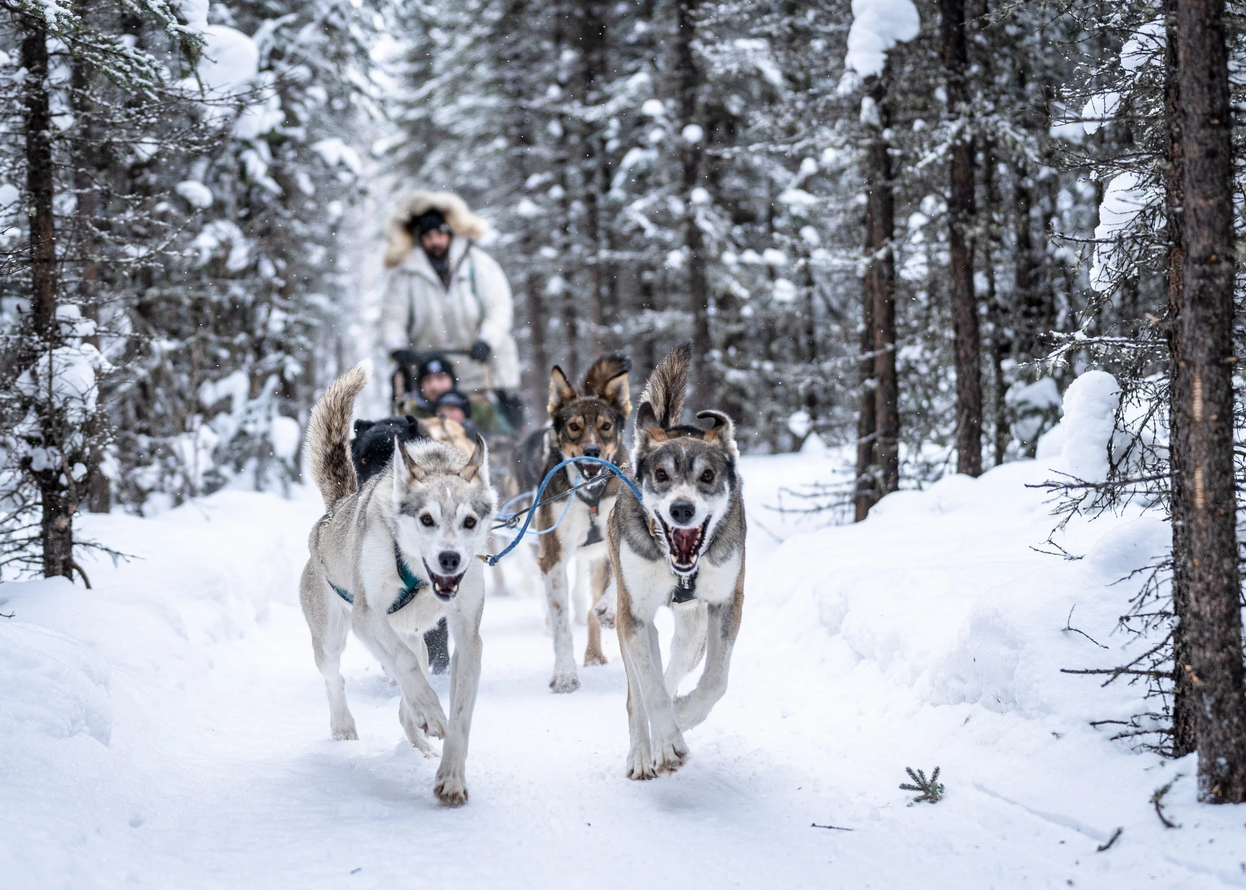 Winter Dog Sled Ride — Chena Outdoor Collective