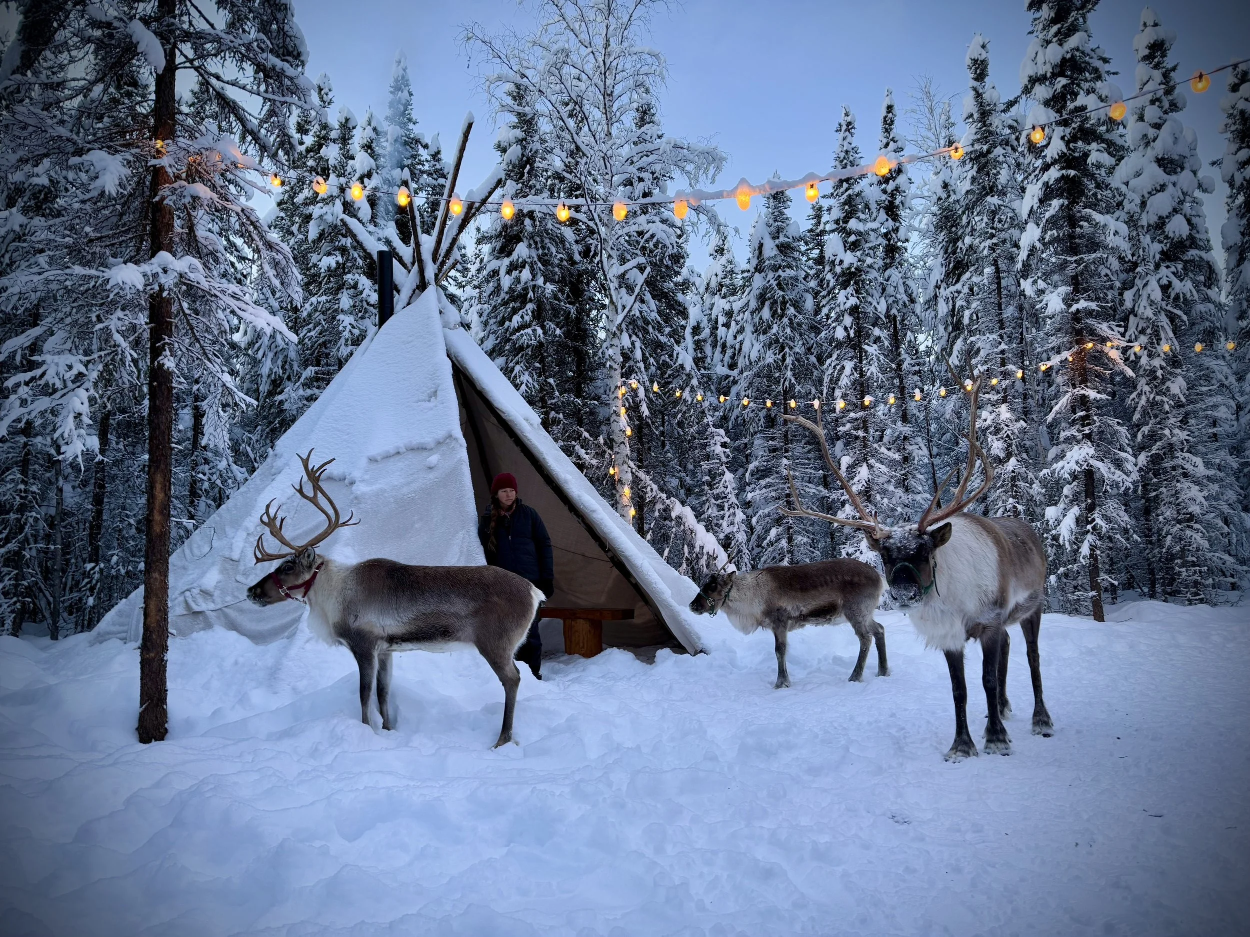 Fireside Tea and Reindeer Tour — Chena Outdoor Collective