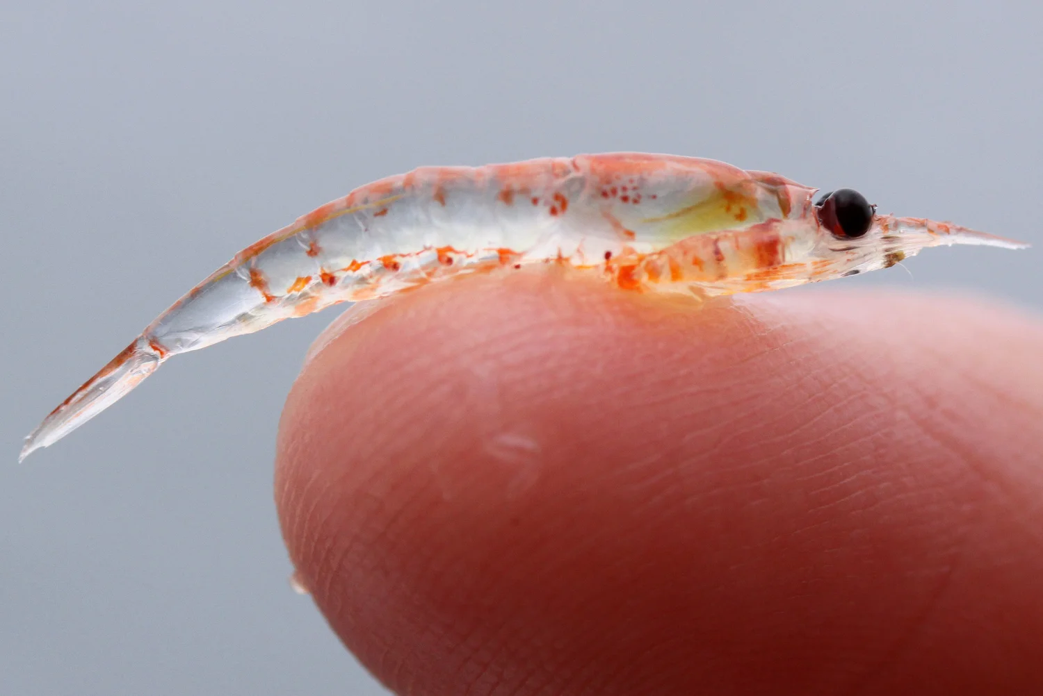 Antarctic Krill Swarm