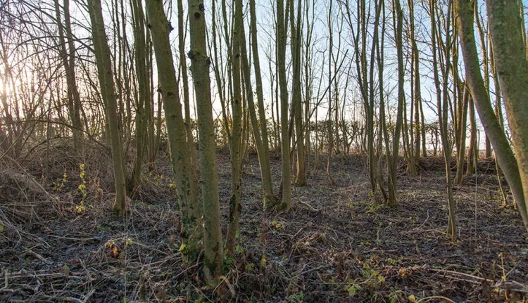 ILI - The Irish Landscape Institute — International Federation of ...