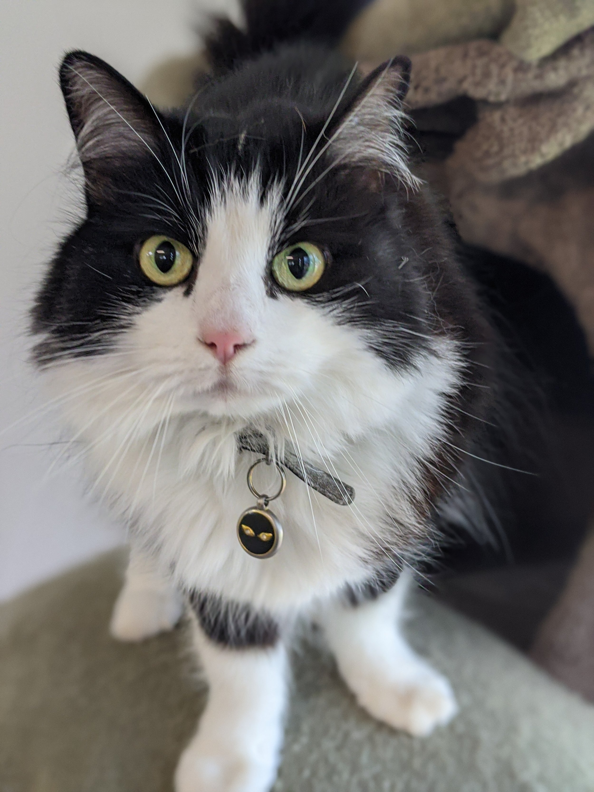 Cattery — Pawtails Rural Retreat