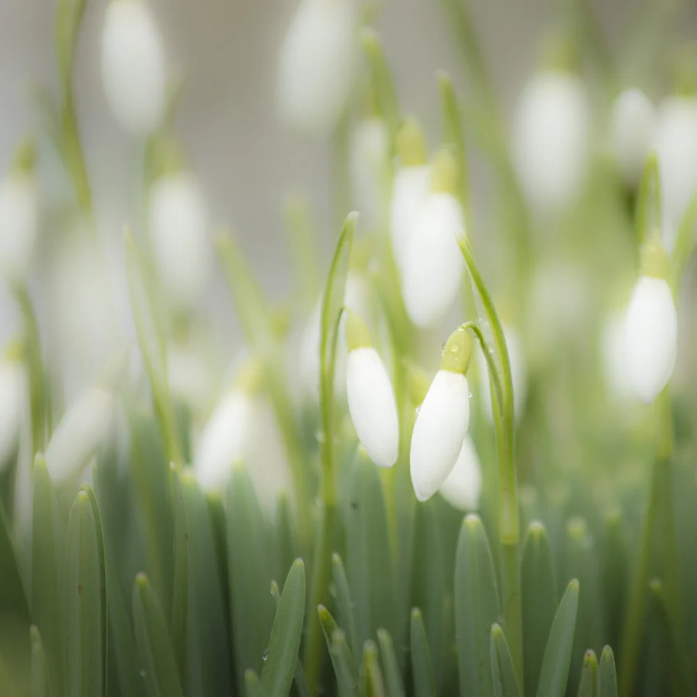 12 Tips in How to Photograph UK Spring Wildflowers — Mindful Nature ...