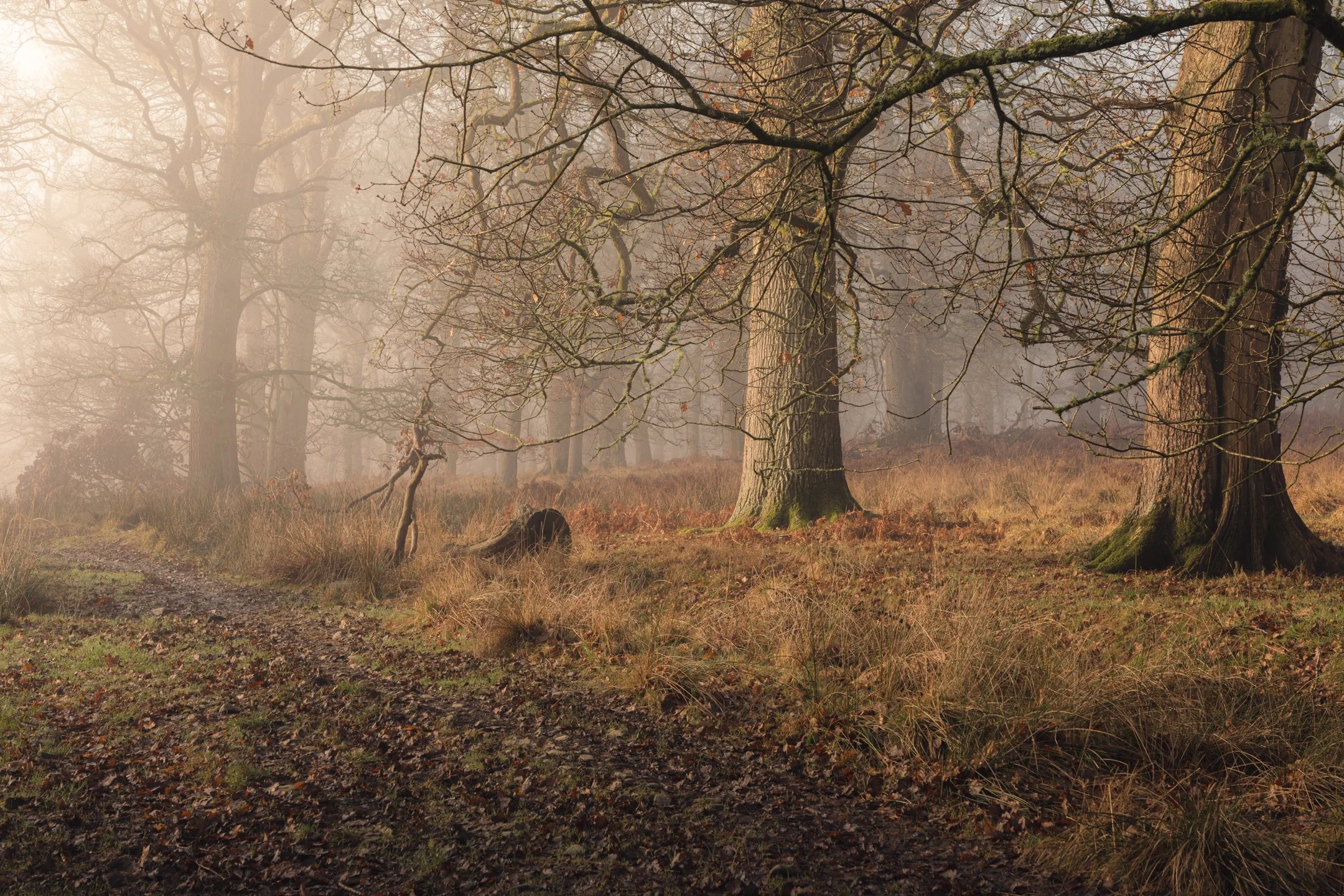 Landscape & Nature Photography Workshop in Powys, Mid Wales — Brad Carr ...
