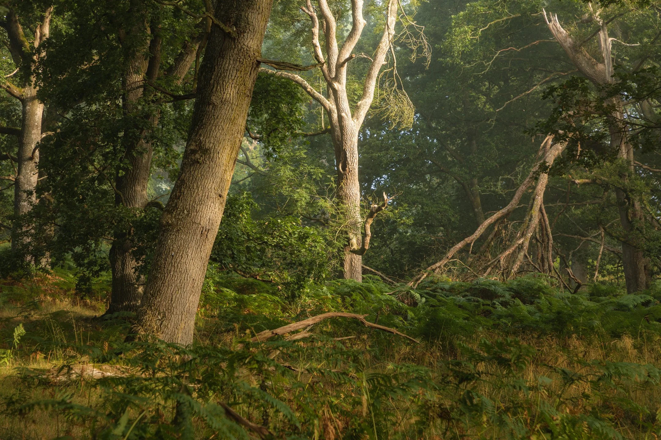 Seeing Spirits in Trees: A Spiritual Connection to Nature Photography ...