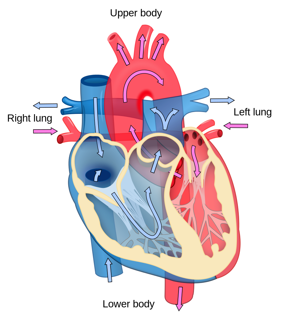 Cardiac Output Diagram