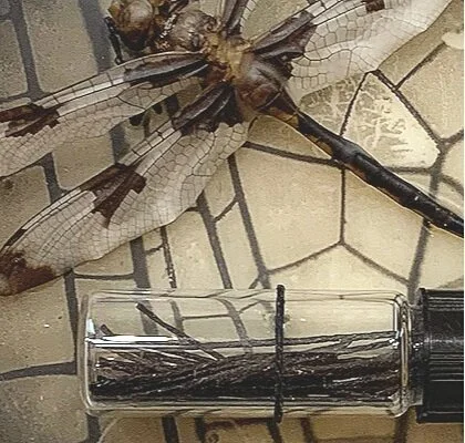 Elizabeth Barick Fall