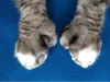 Polydactyl: Maine Coon Extra toes