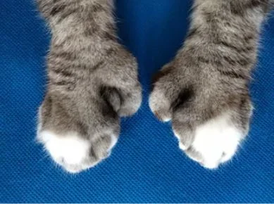 Polydactyl: Maine Coon Extra toes