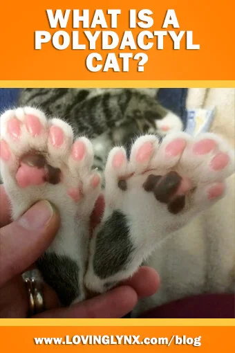 Polydactyl: Maine Coon Extra toes
