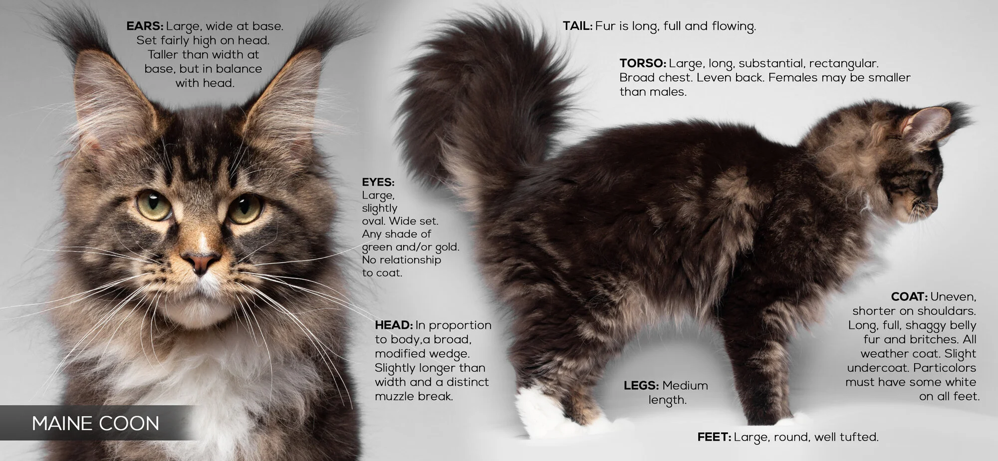 Maine Coon Personality Traits At Andrea Johns Blog Maine Coon Personality Traits At Andrea Johns Blog