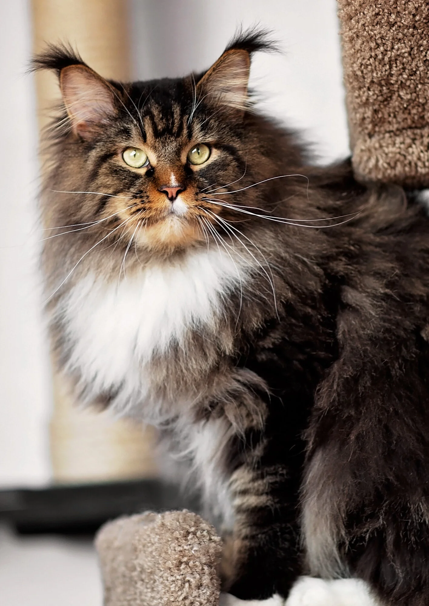 Maine Coon Kittens For Sale - LOVING LYNX
