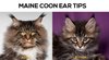 Ear Tufts - The key to why Maine Coon look wild