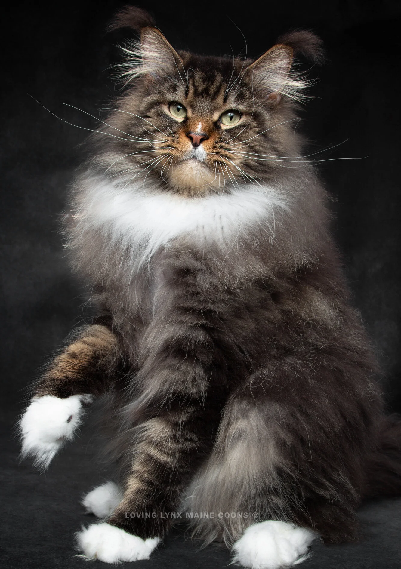 Maine Coon Kittens For Sale - LOVING LYNX