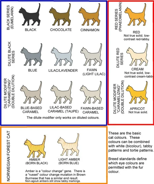 Maine Coon Color - Insane variety of 75 different color combos!