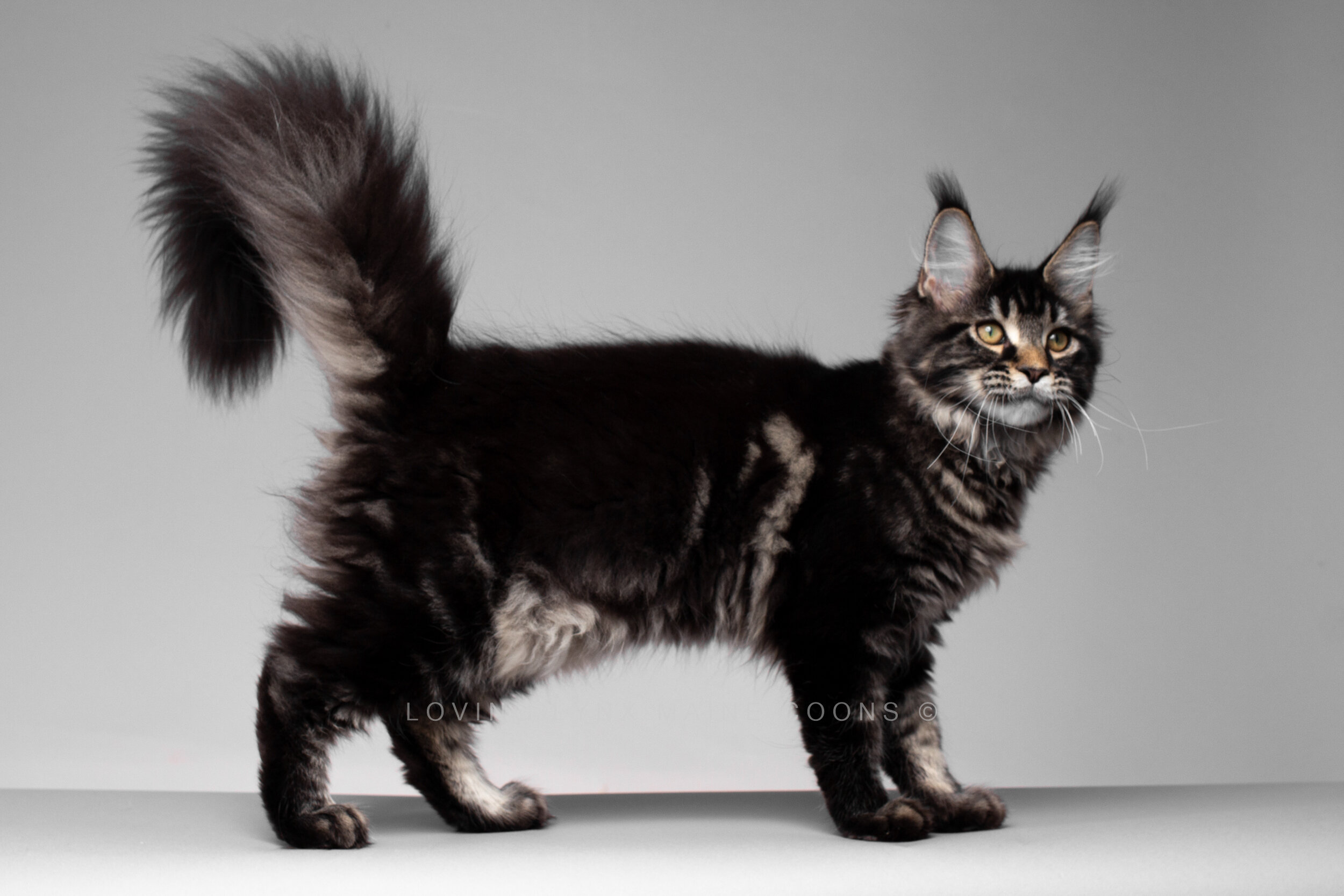 Maine Coon Cat Breed