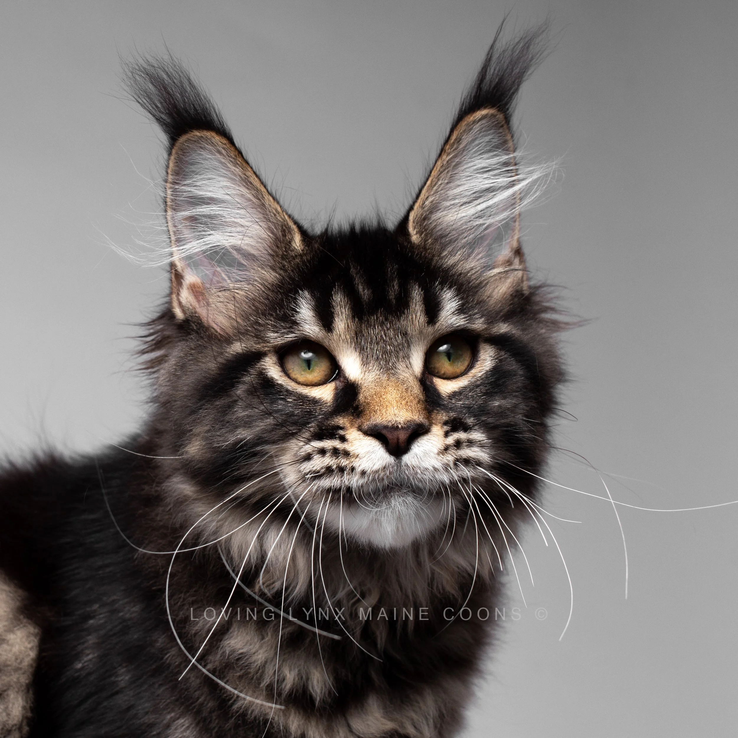 Maine Coon Kittens For Sale