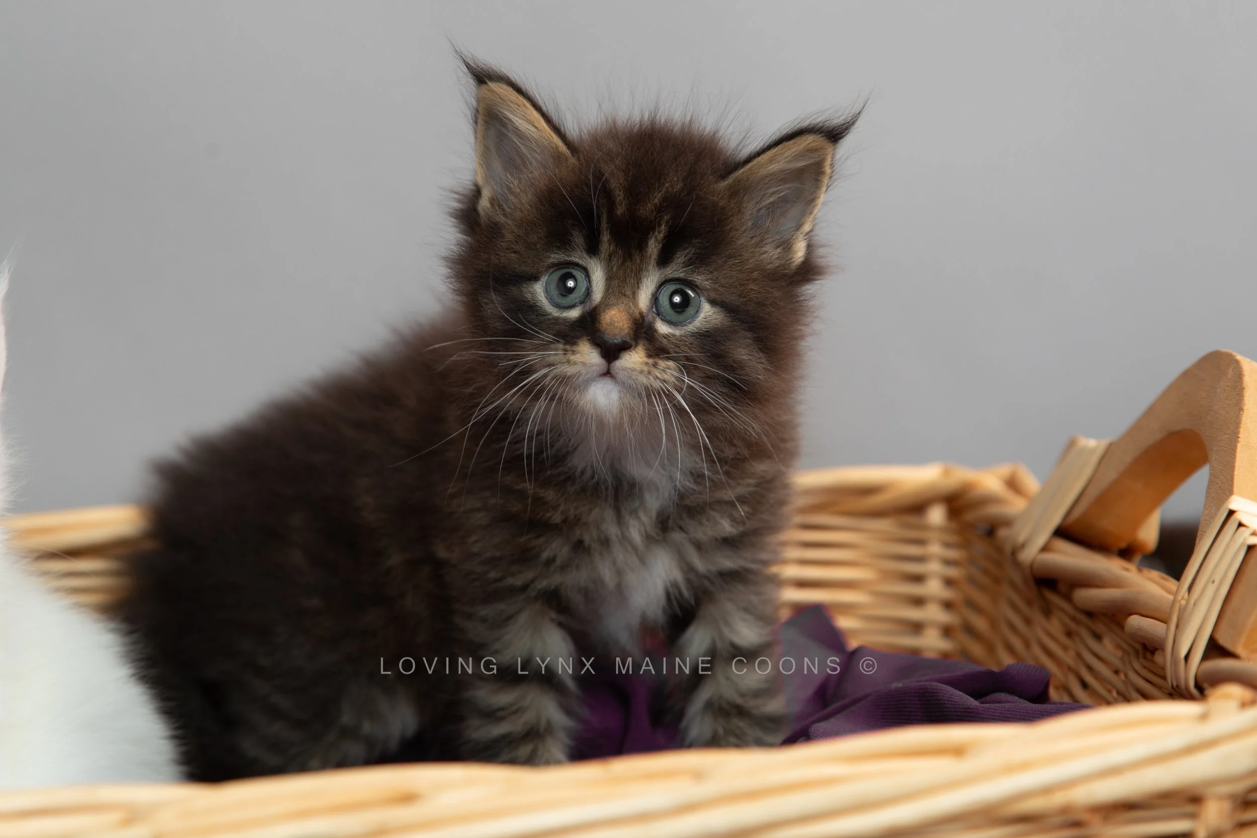 Maine Coon Kittens For Sale