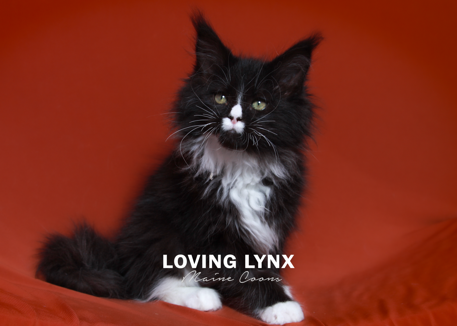 Maine Coon Kittens For Sale