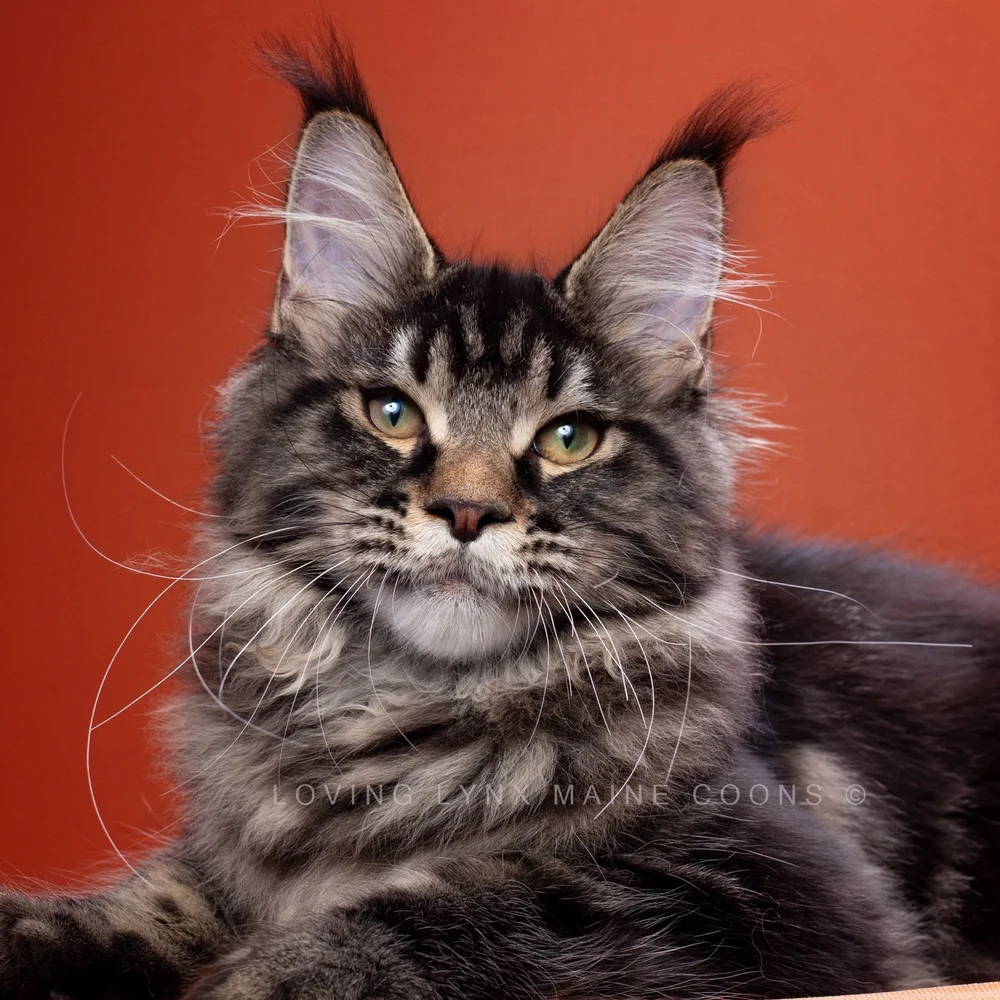 Maine Coon Breeder - Loving Lynx™