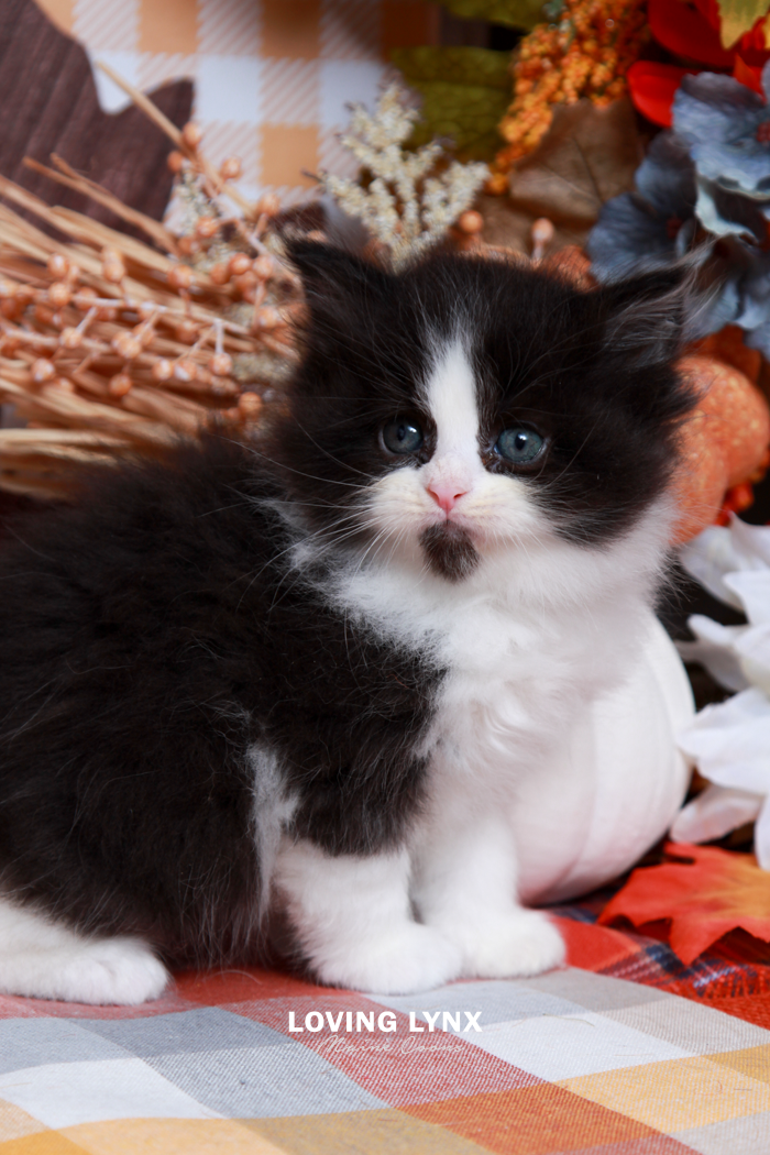 Eden, Maine Coon Kitten