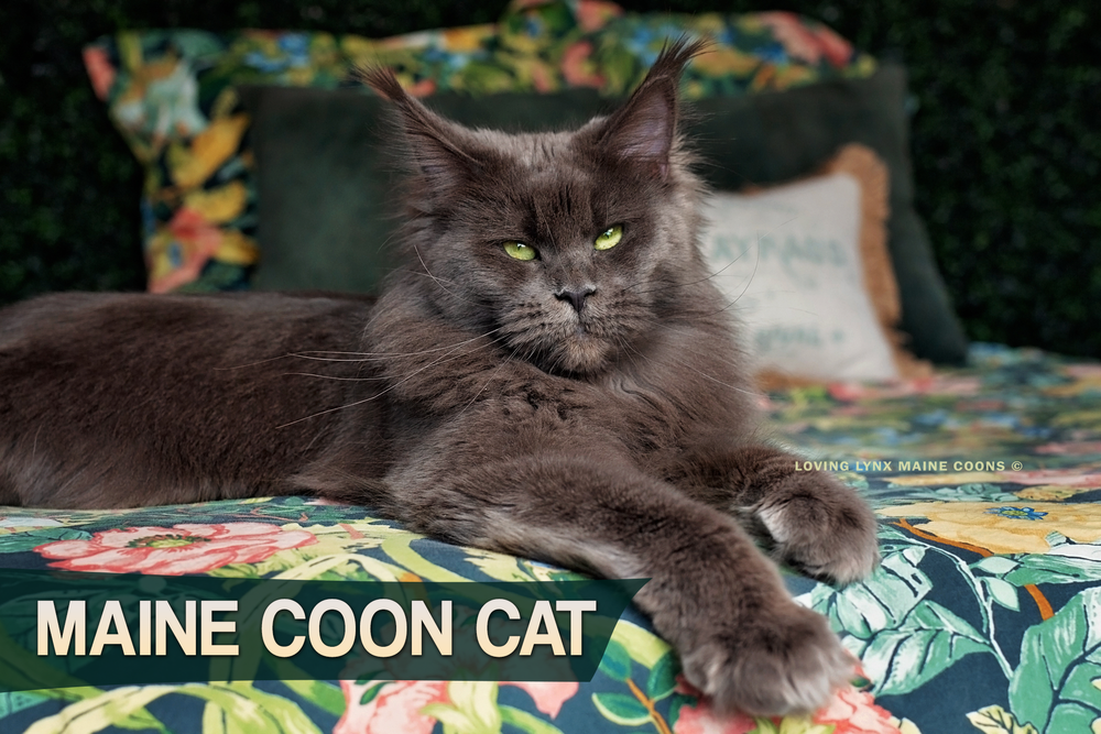 Maine Coon Cat Breed