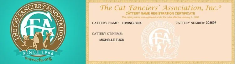 Maine Coon Cat Breeder